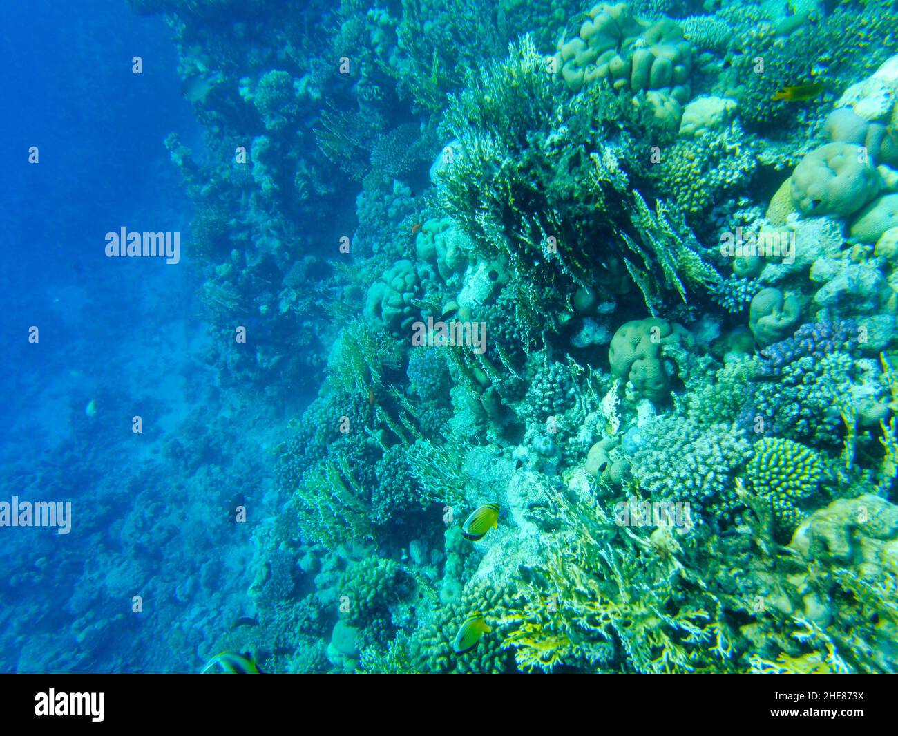 colorful corals and fish in the red sea sharm el sheikh Stock Photo - Alamy