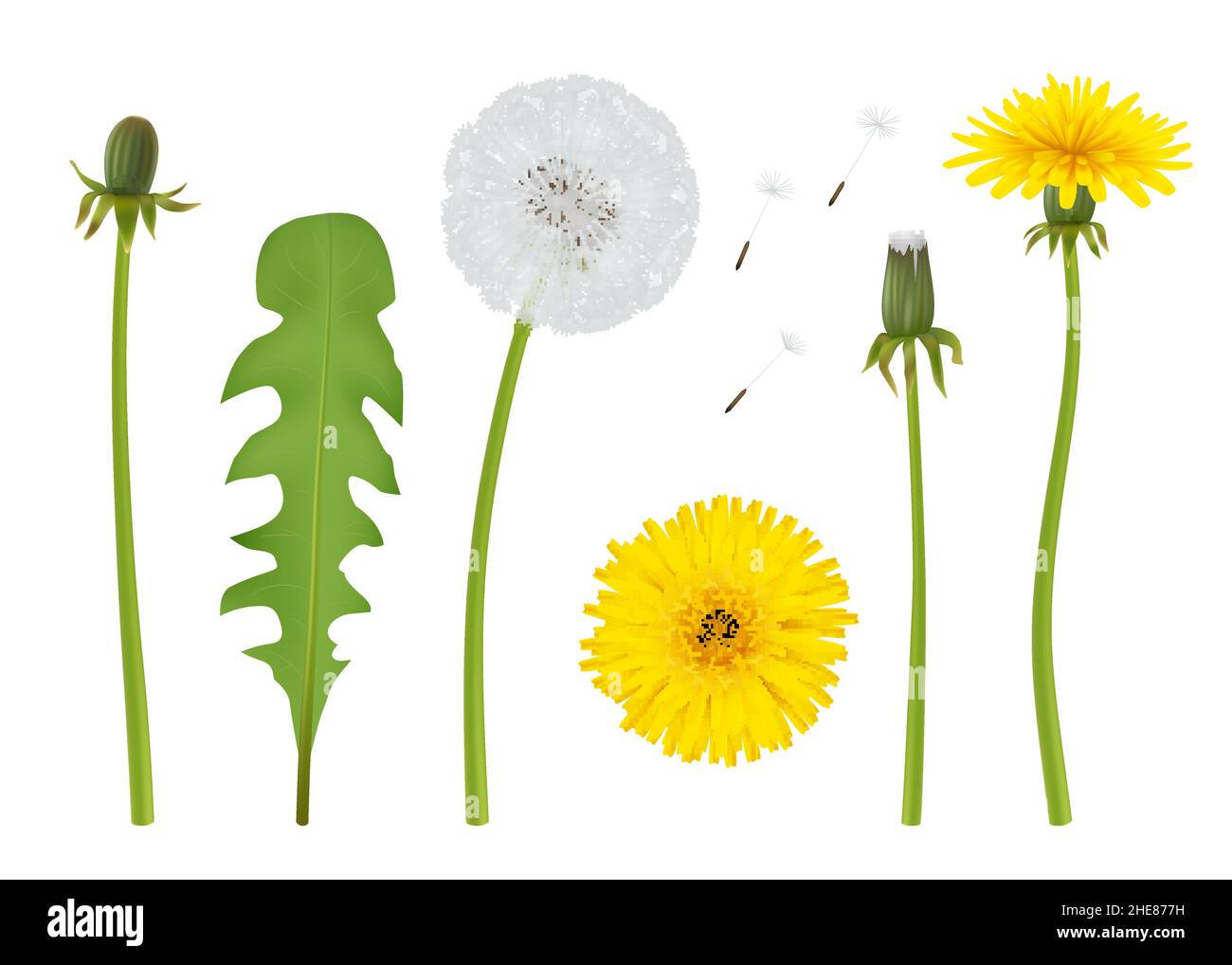 Dandelion. Realistic yellow flower with leaf beautiful dandelion with ...