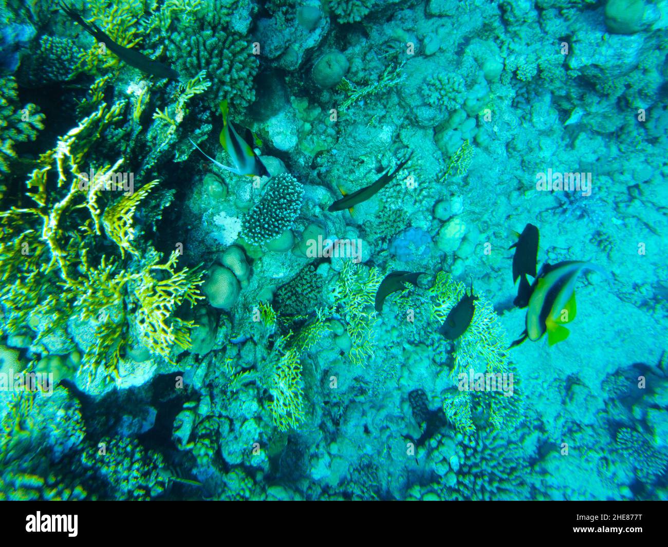 colorful corals and fish in the red sea sharm el sheikh Stock Photo - Alamy