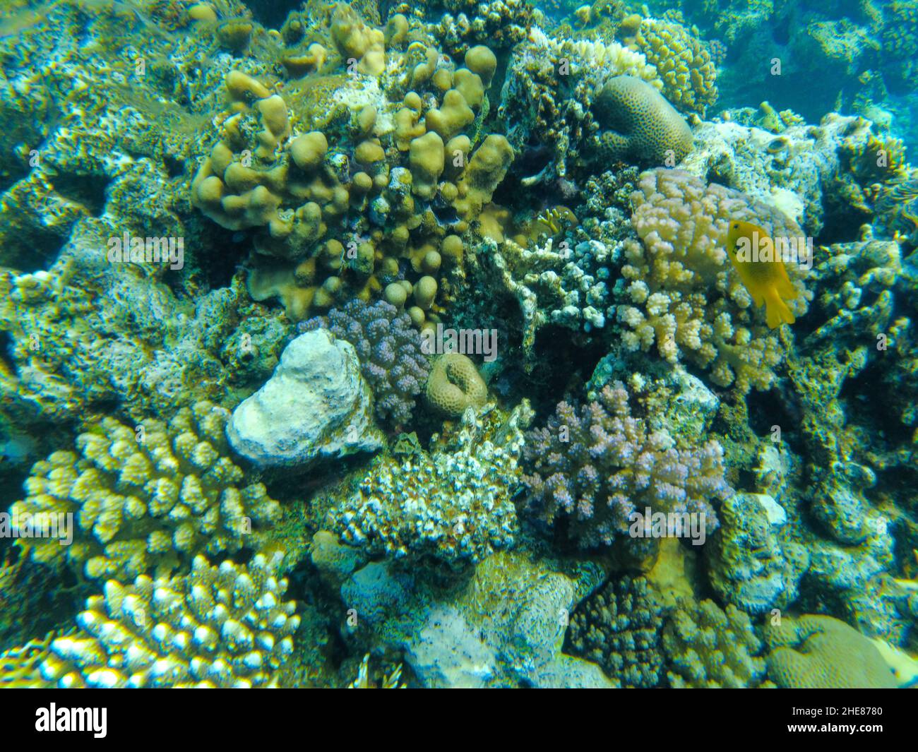 colorful corals and fish in the red sea sharm el sheikh Stock Photo - Alamy
