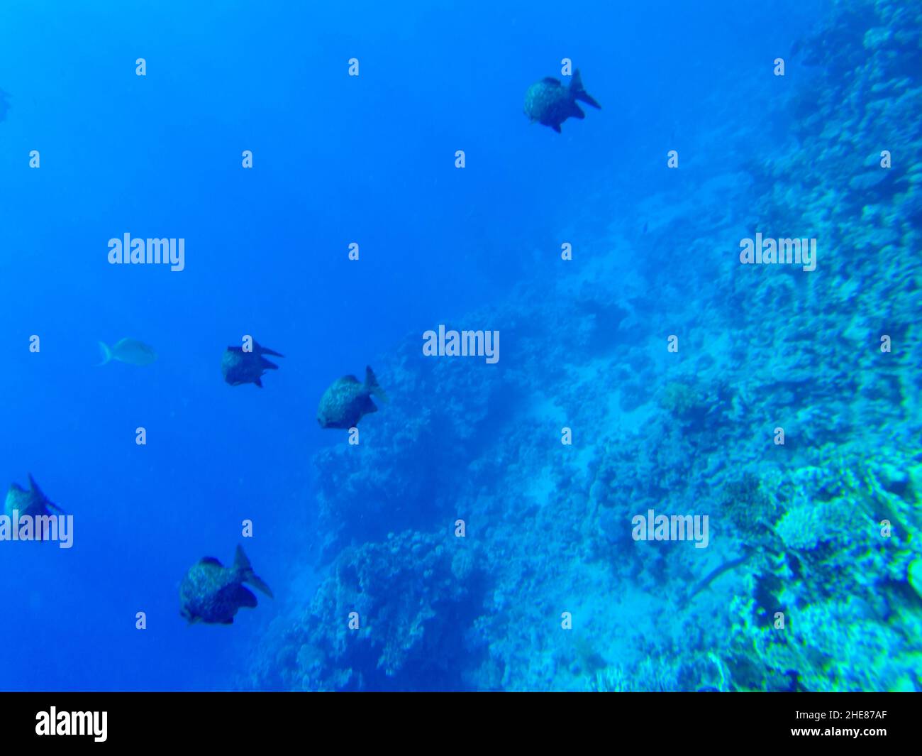 Sectator hi-res stock photography and images - Alamy