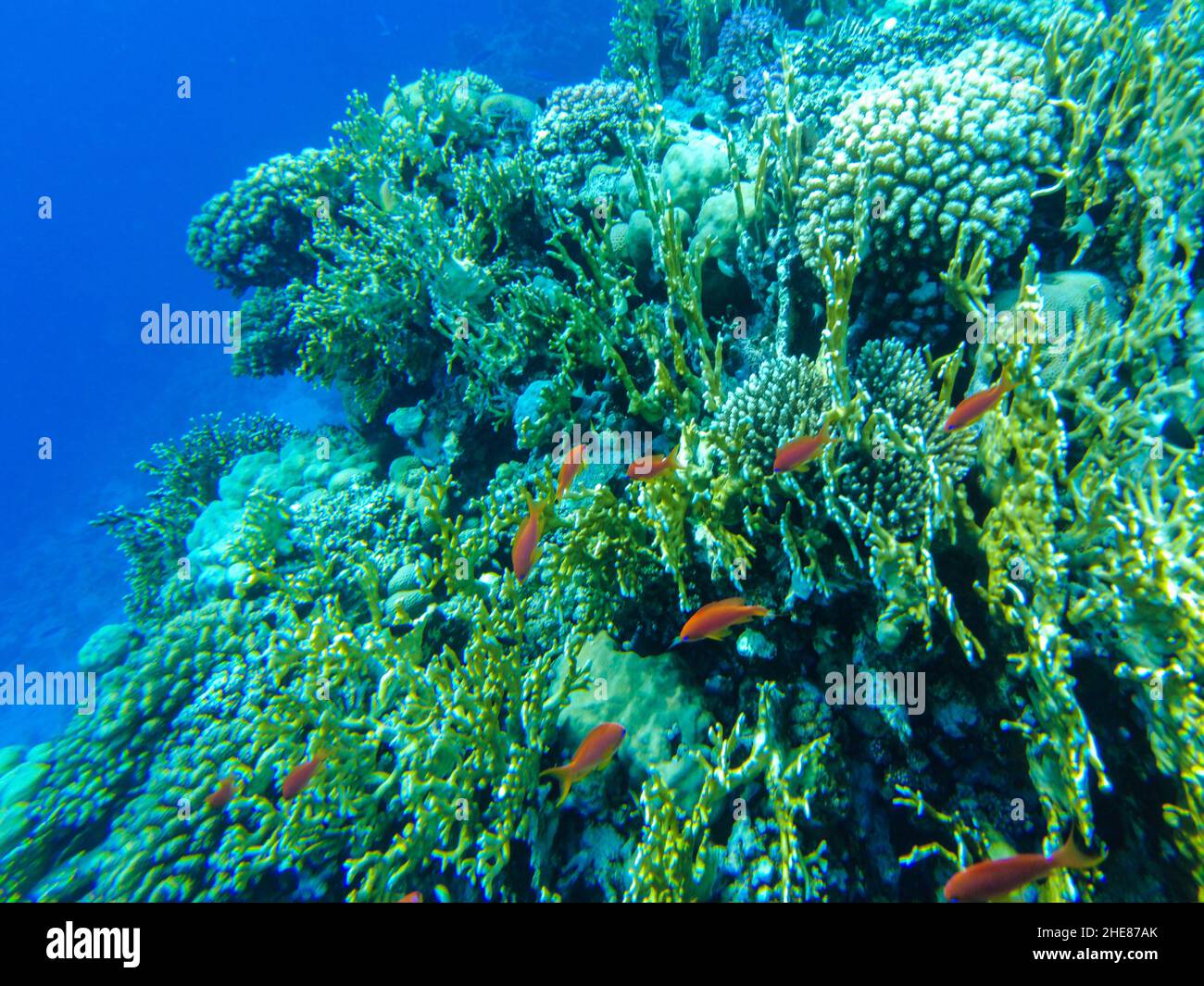 colorful corals and fish in the red sea sharm el sheikh Stock Photo - Alamy