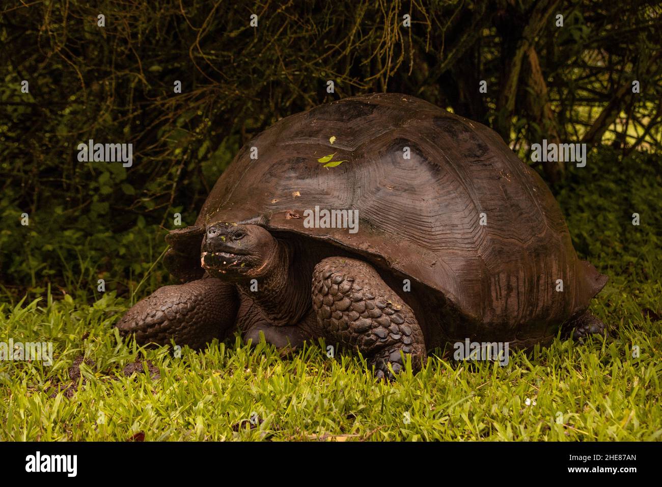 Photo of a tortoise captured in its natural habitat under the bushes ...