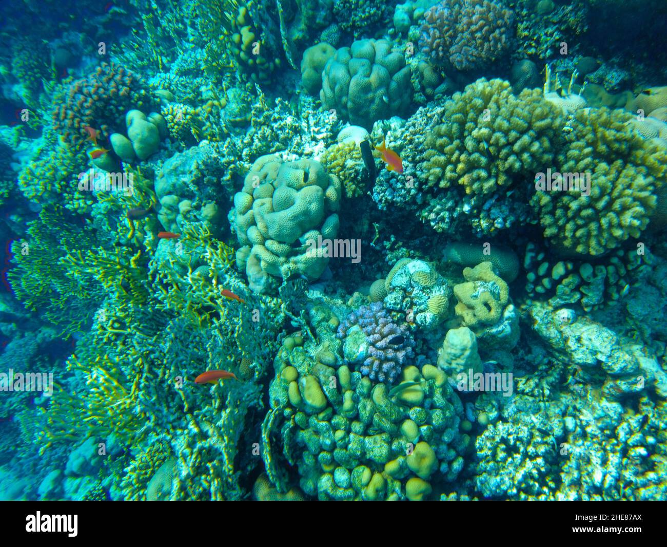 colorful corals and fish in the red sea sharm el sheikh Stock Photo - Alamy