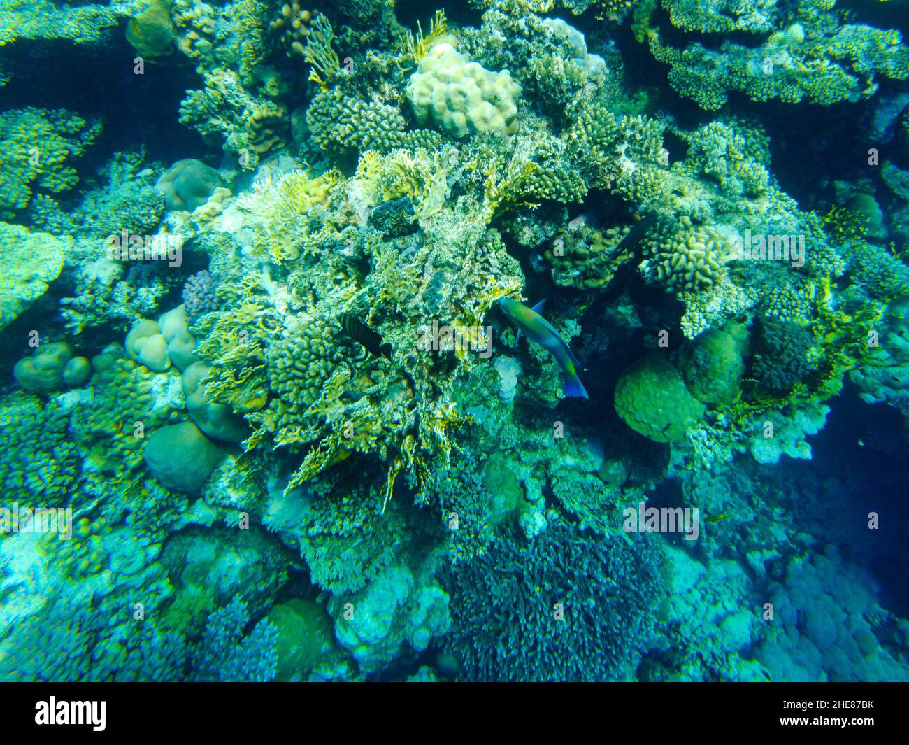 colorful corals and fish in the red sea sharm el sheikh Stock Photo - Alamy