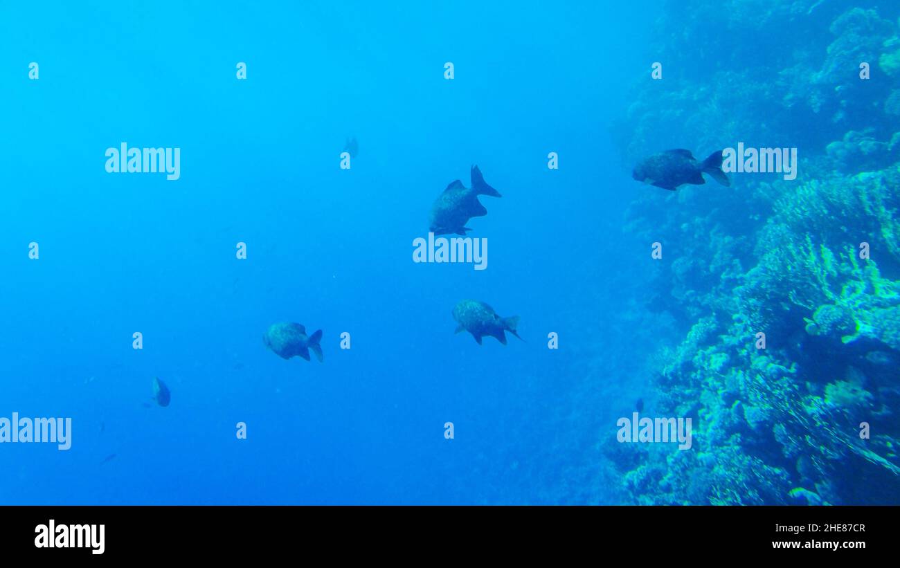 Kyphosus sectator in the blue water of the red sea Stock Photo - Alamy