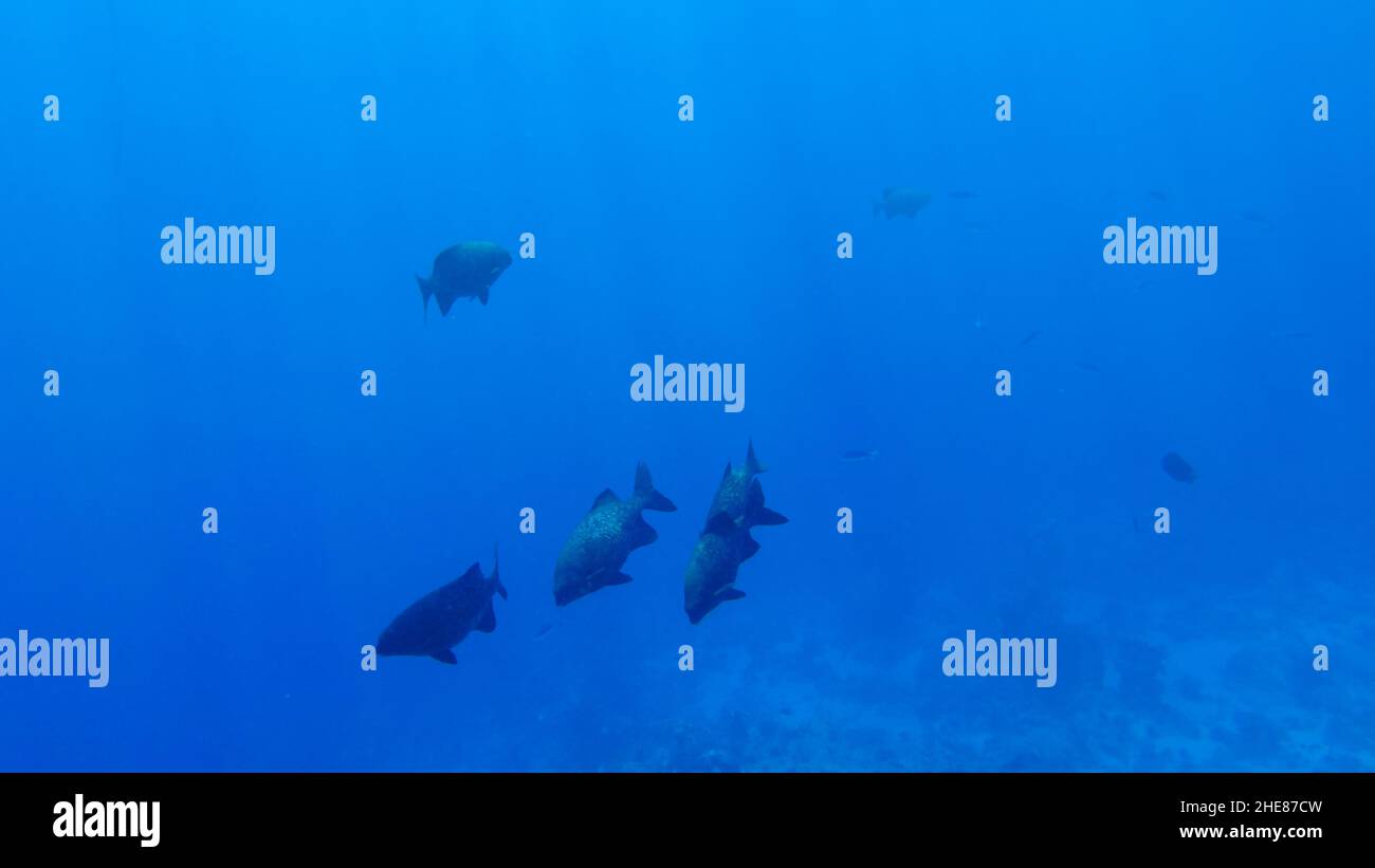 Kyphosus sectator in the blue water of the red sea Stock Photo - Alamy