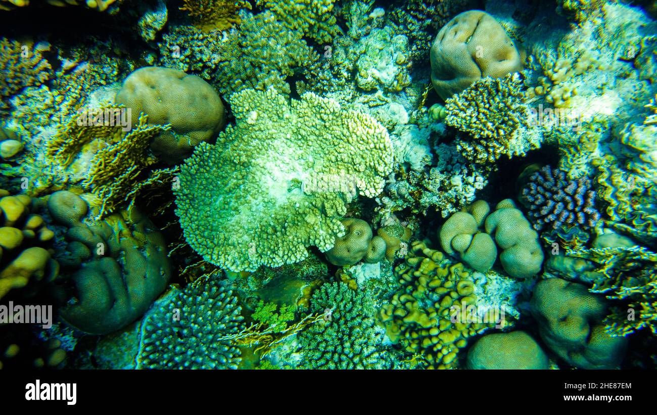 colorful corals and fish in the red sea sharm el sheikh Stock Photo - Alamy