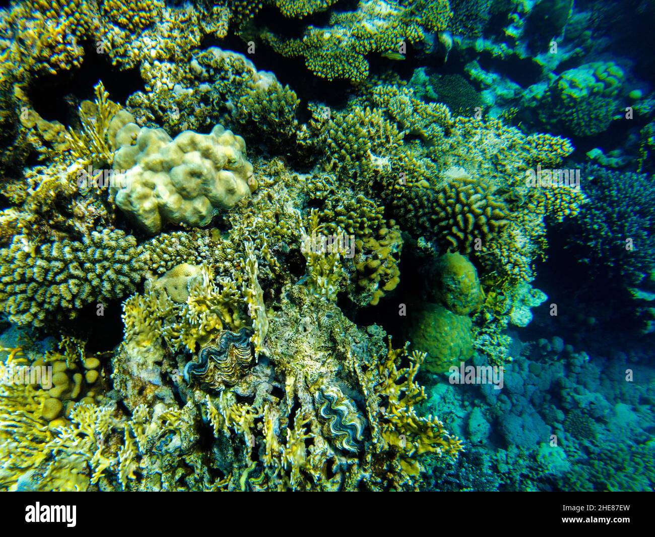 colorful corals and fish in the red sea sharm el sheikh Stock Photo - Alamy