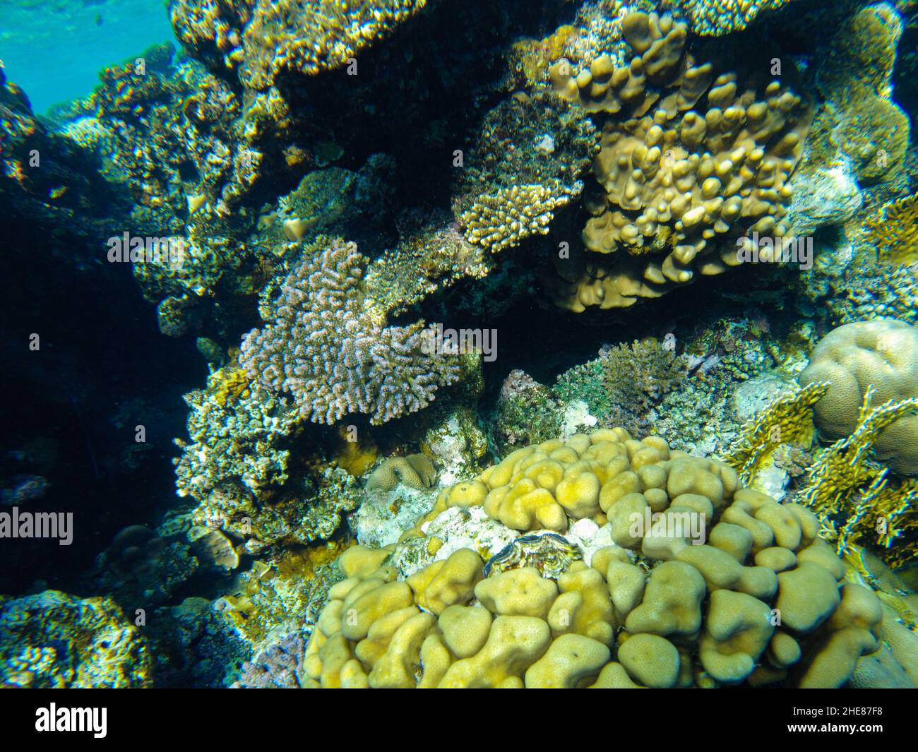 colorful corals and fish in the red sea sharm el sheikh Stock Photo - Alamy