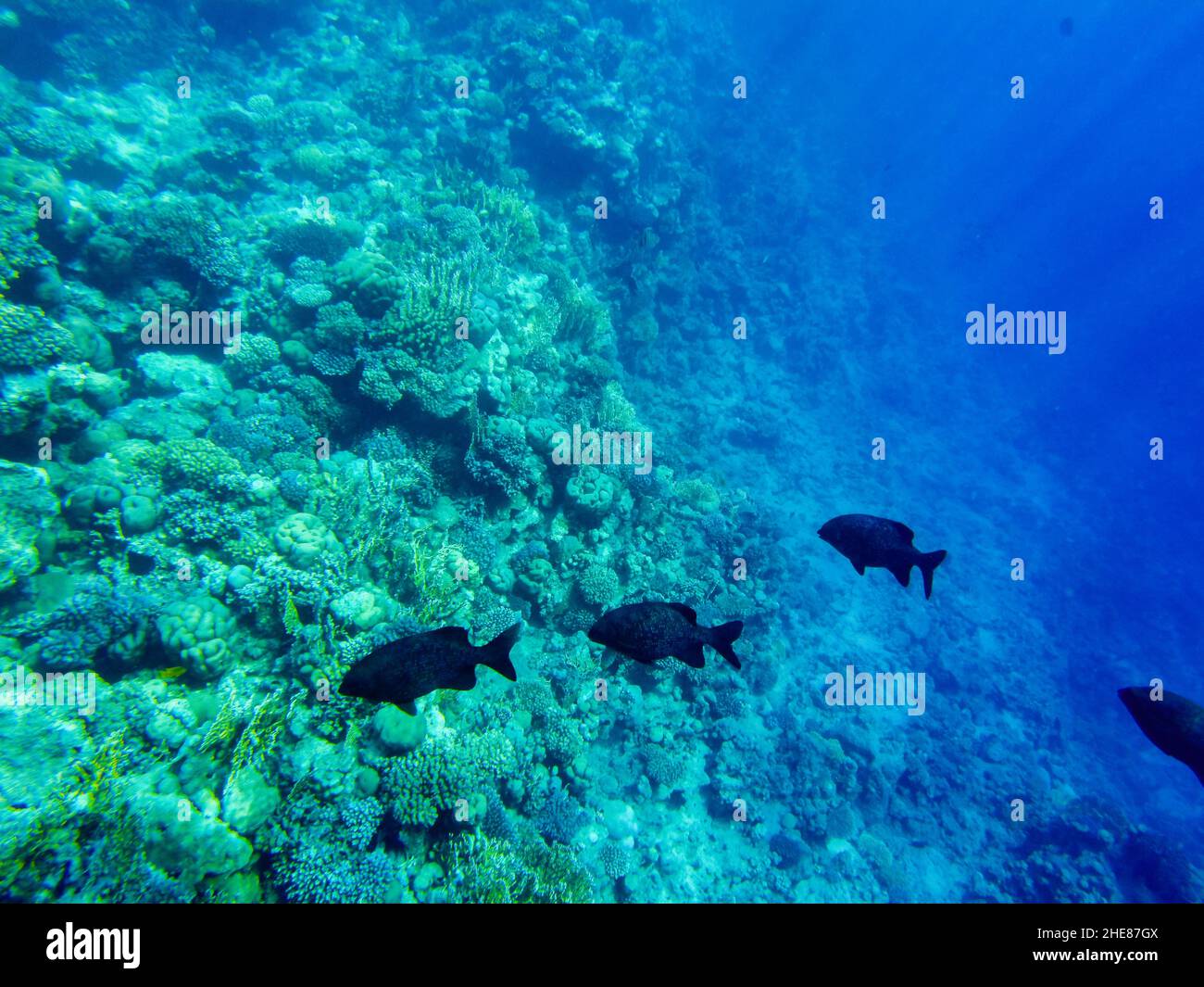 Kyphosus sectator in the blue water of the red sea Stock Photo - Alamy