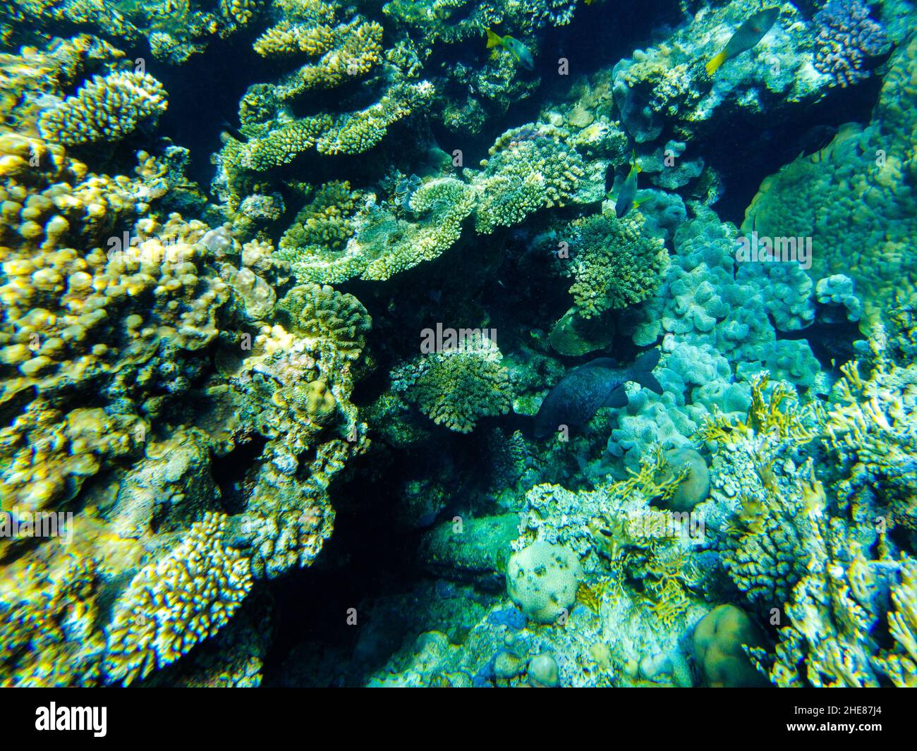 Kyphosus sectator in the blue water of the red sea Stock Photo - Alamy