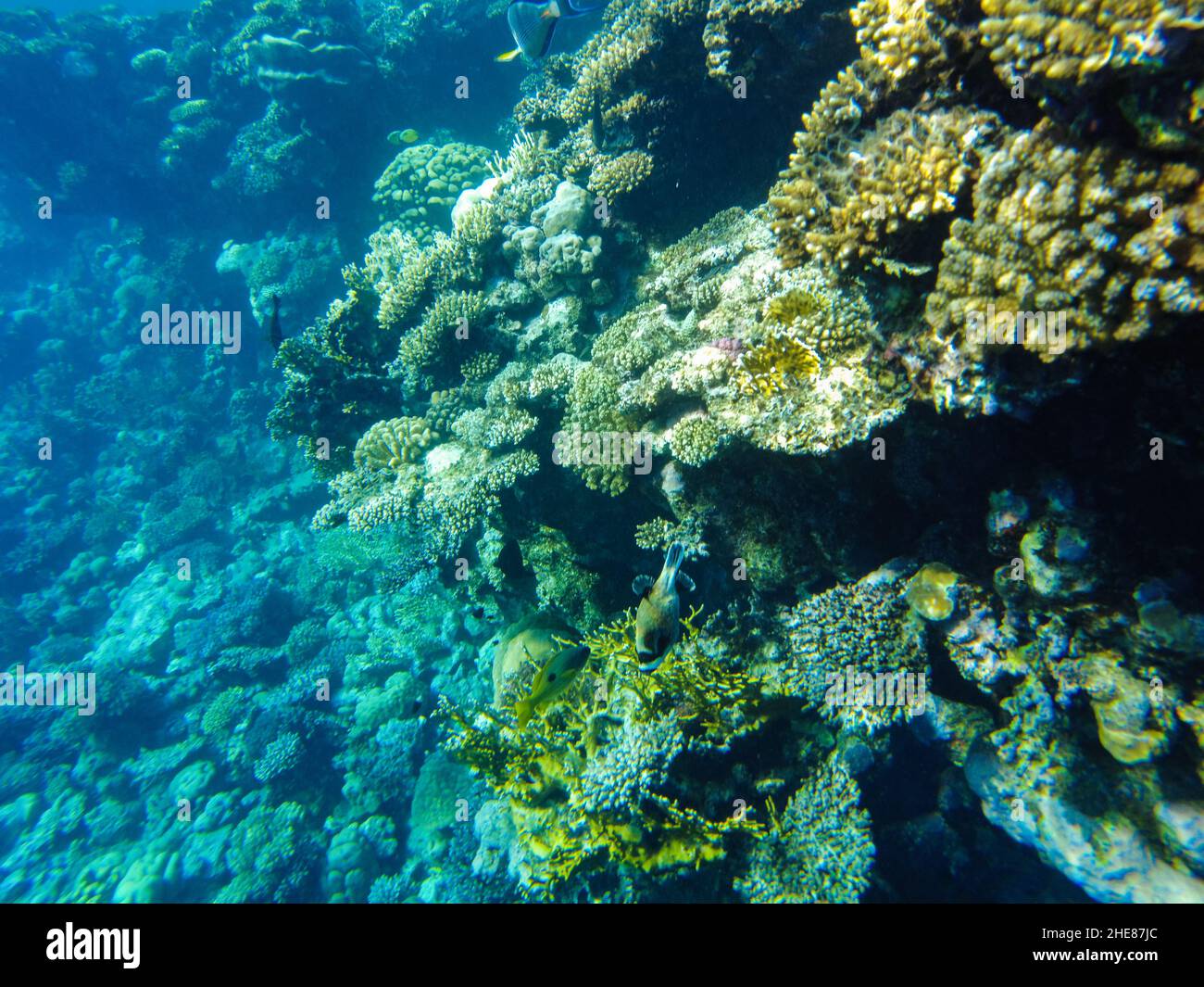 colorful corals and fish in the red sea sharm el sheikh Stock Photo - Alamy