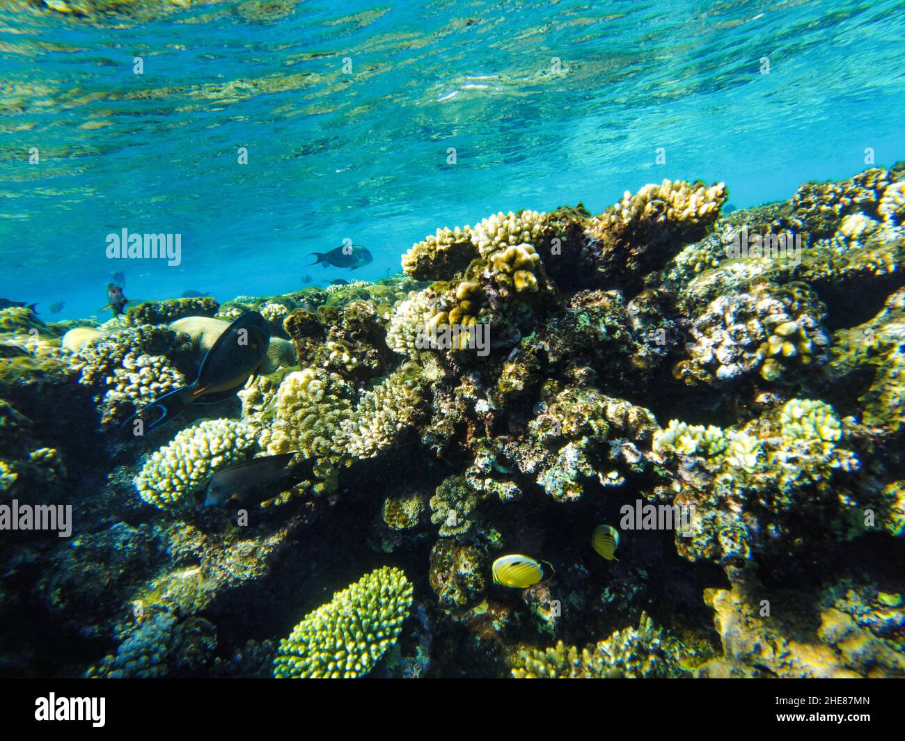 colorful corals and fish in the red sea sharm el sheikh Stock Photo - Alamy