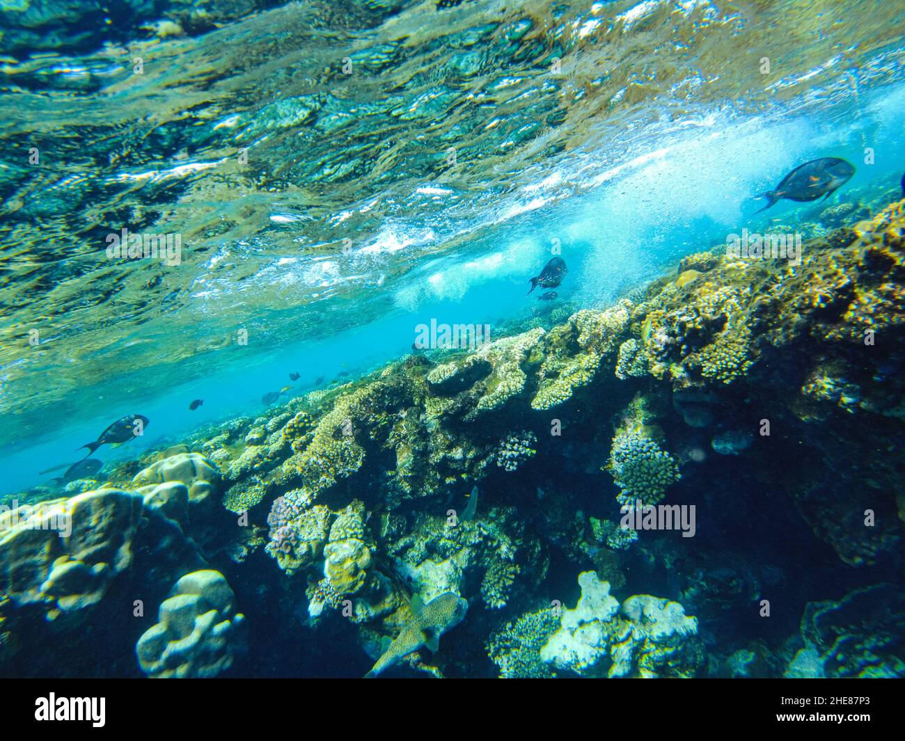 colorful corals and fish in the red sea sharm el sheikh Stock Photo - Alamy