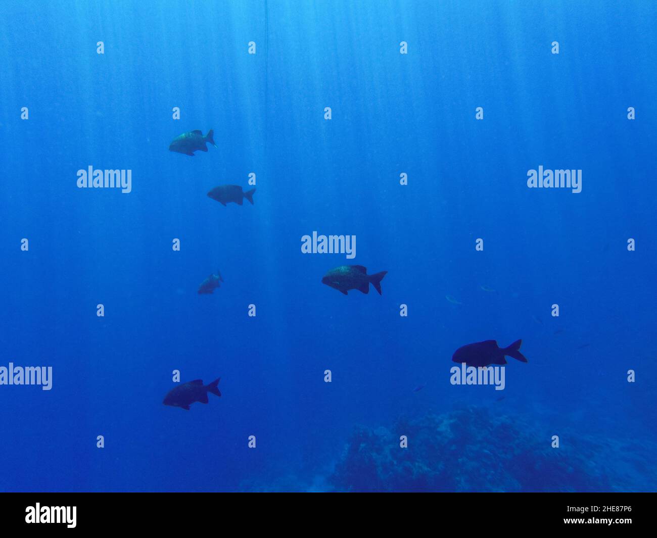 Kyphosus sectator in the blue water of the red sea Stock Photo - Alamy