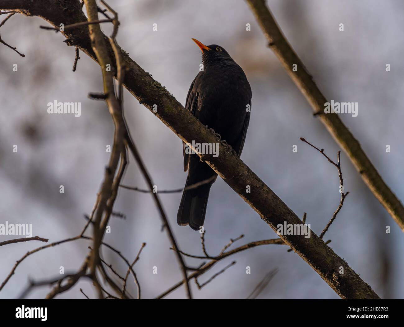 Hermit thrush uk hi-res stock photography and images - Alamy