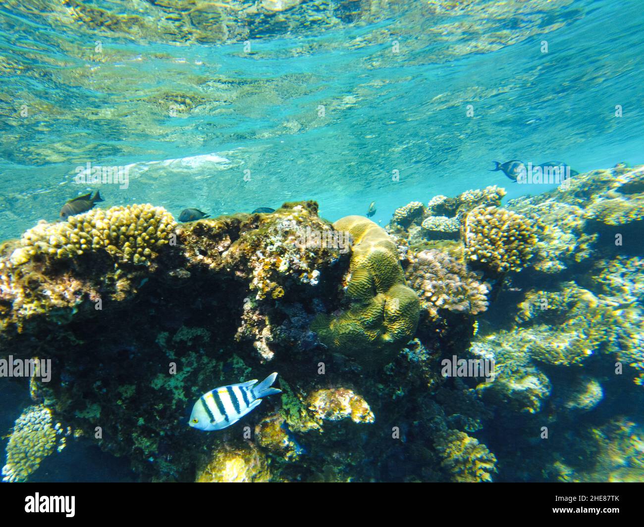 colorful corals and fish in the red sea sharm el sheikh Stock Photo - Alamy