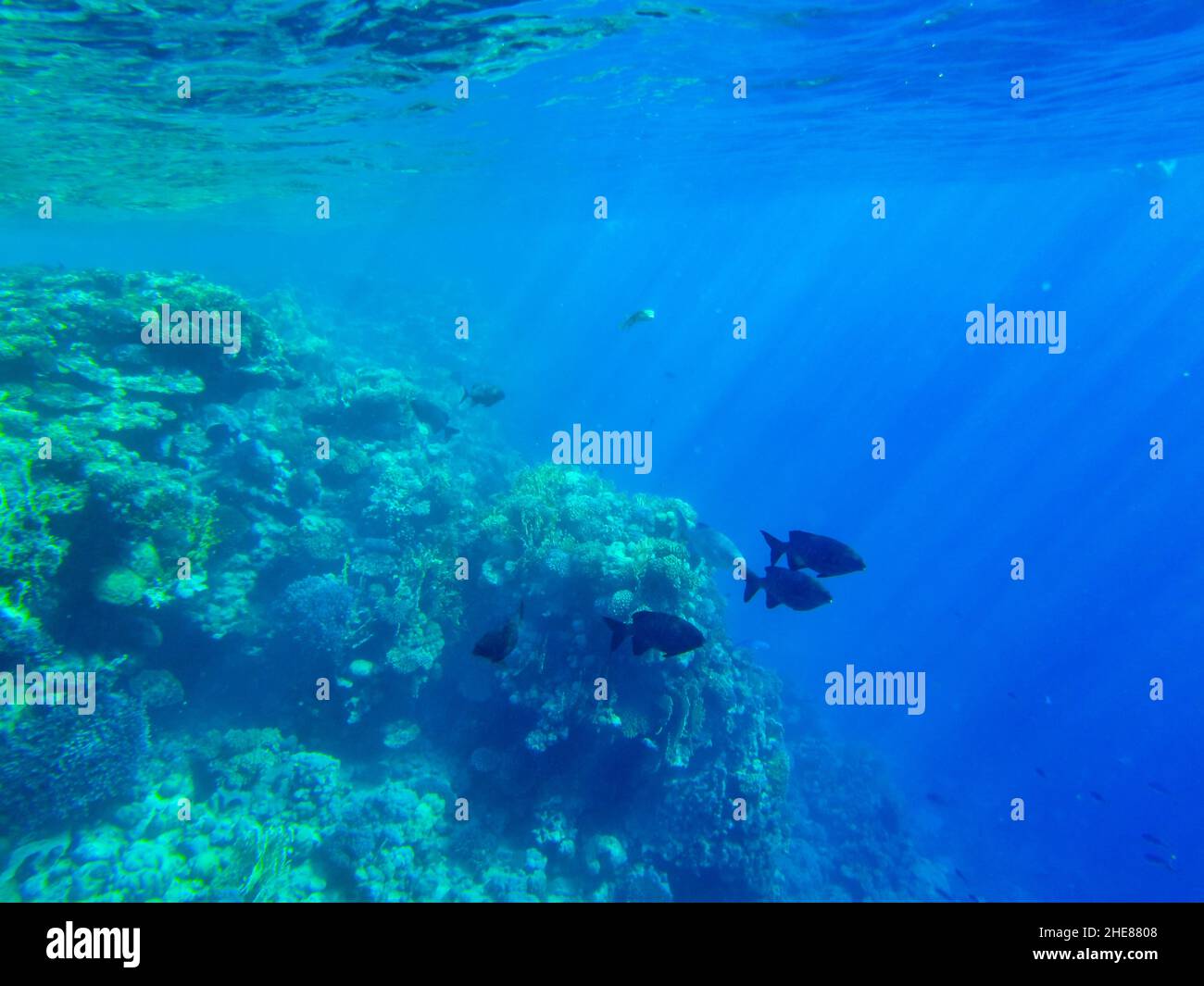 Kyphosus sectator in the blue water of the red sea Stock Photo - Alamy