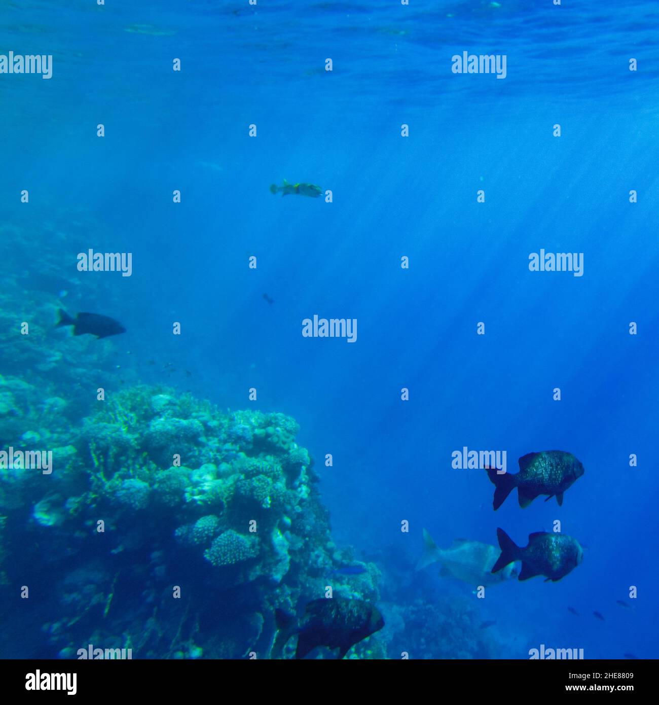 Kyphosus sectator in the blue water of the red sea Stock Photo - Alamy