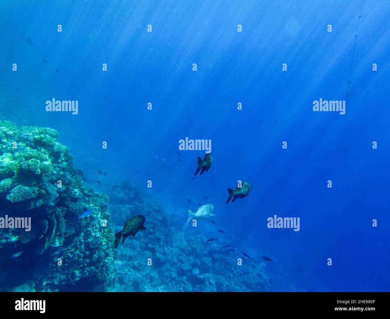 Kyphosus sectator in the blue water of the red sea Stock Photo - Alamy