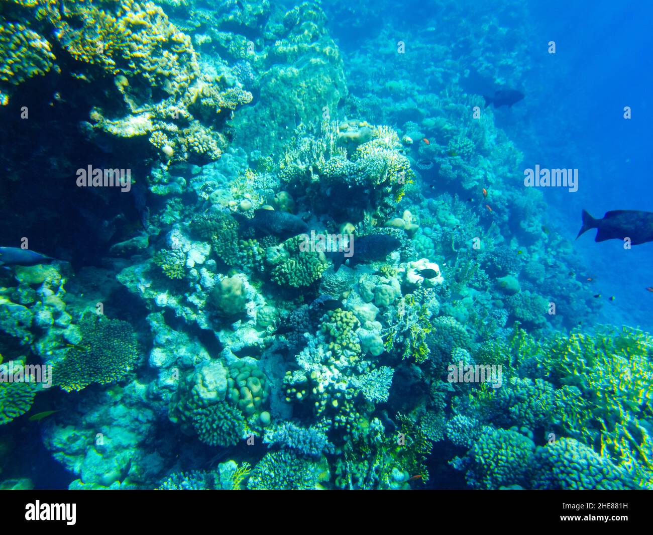 Kyphosus sectator in the blue water of the red sea Stock Photo - Alamy