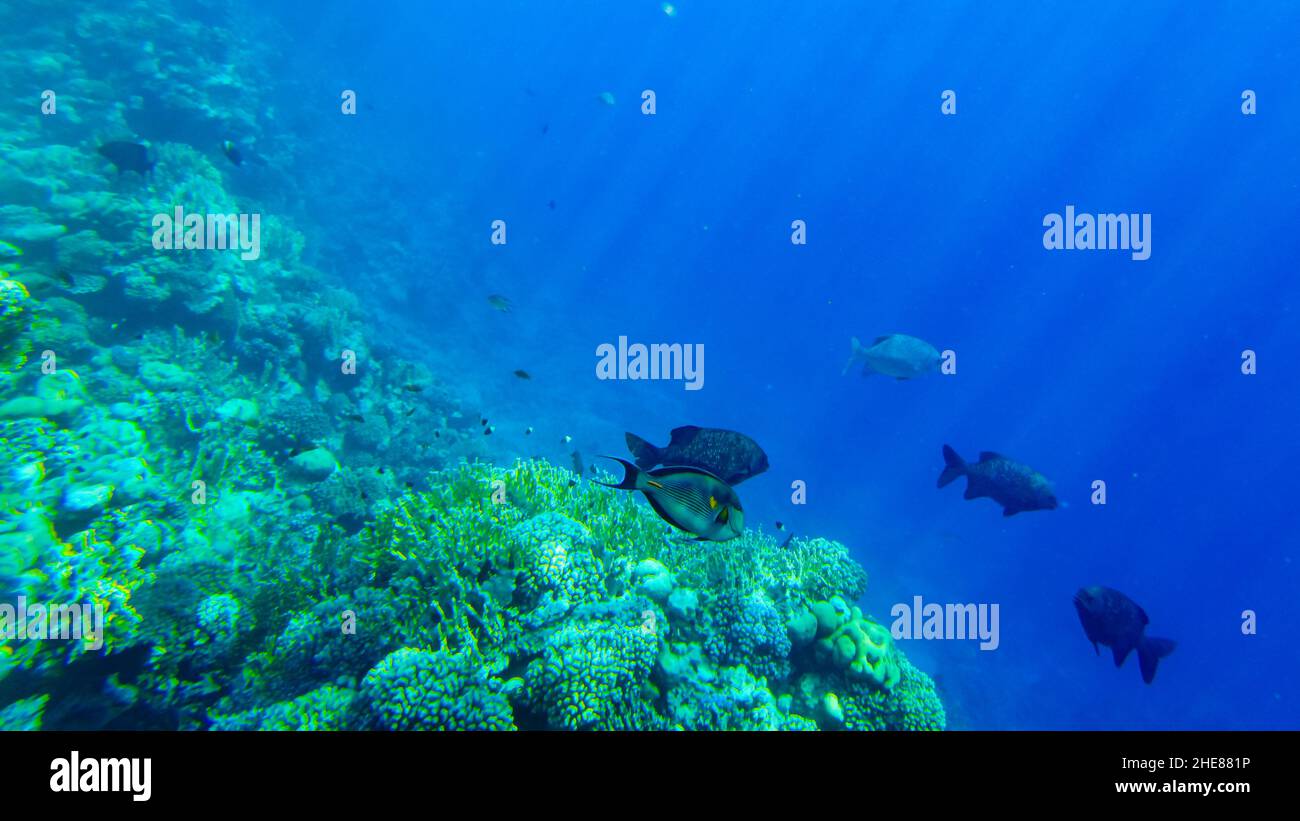 Kyphosus sectator in the blue water of the red sea Stock Photo - Alamy