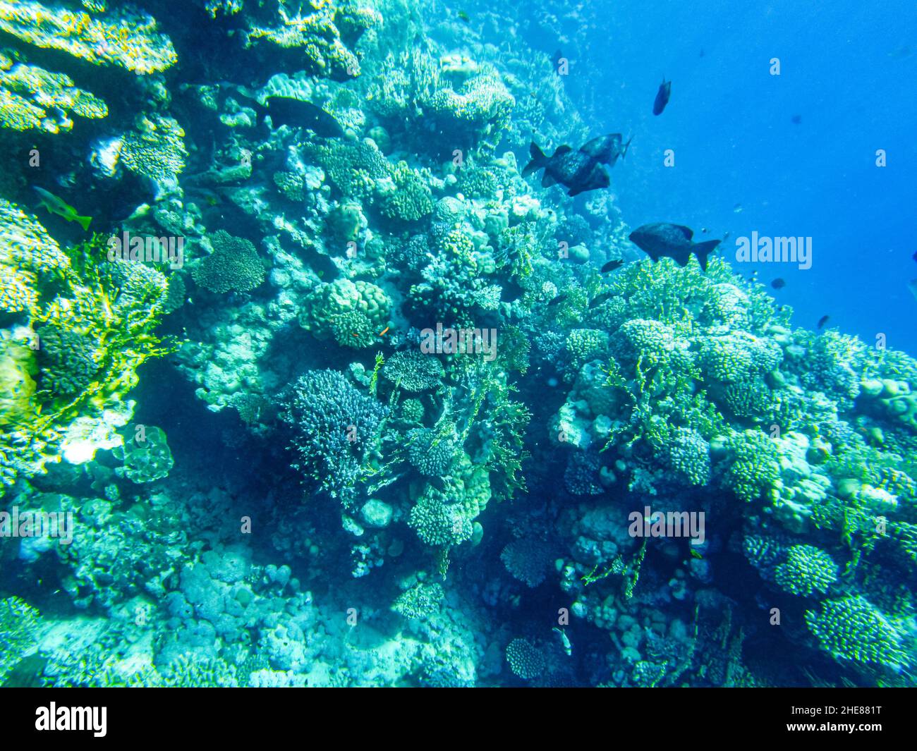 Kyphosus sectator in the blue water of the red sea Stock Photo - Alamy