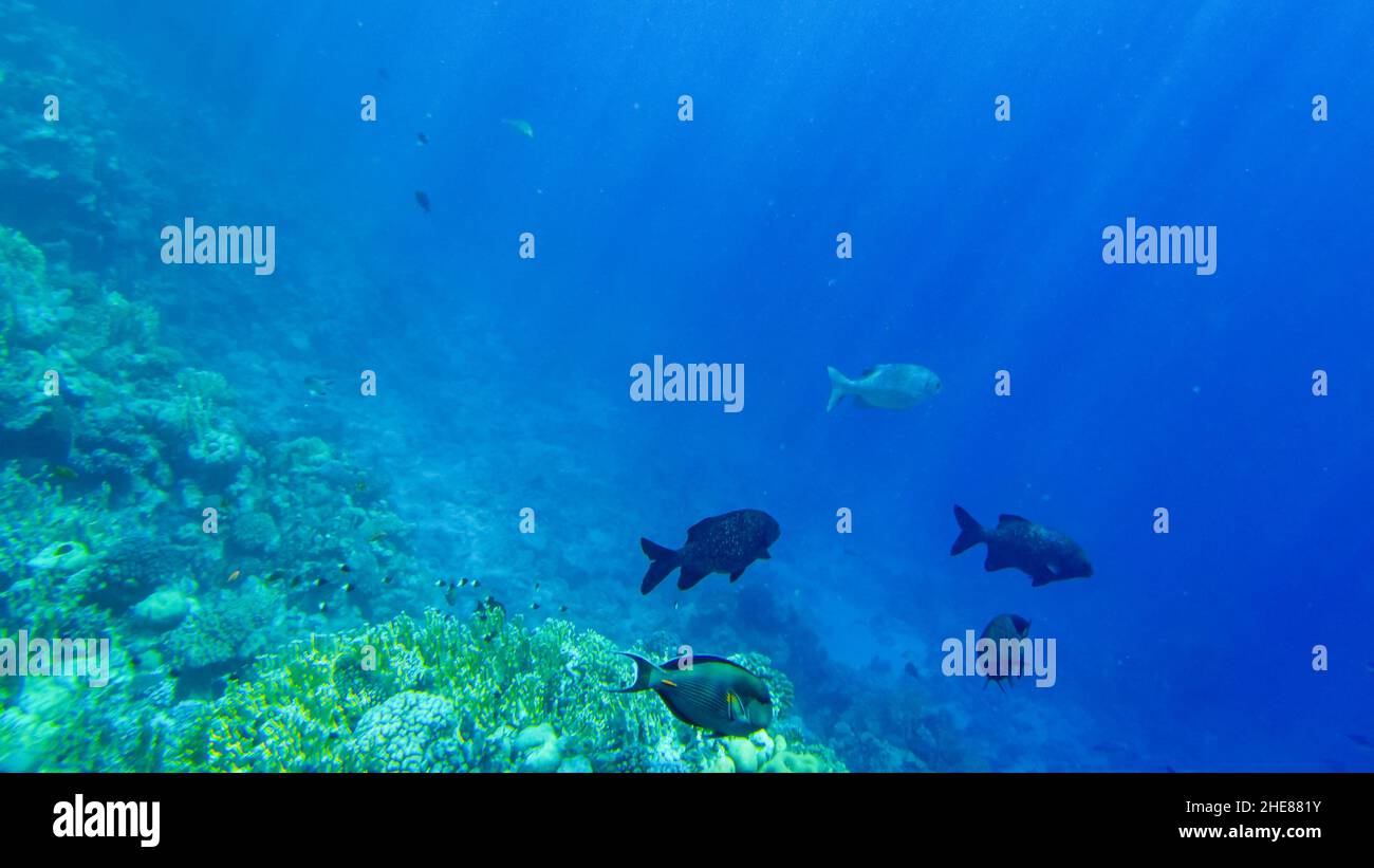 Kyphosus sectator in the blue water of the red sea Stock Photo - Alamy