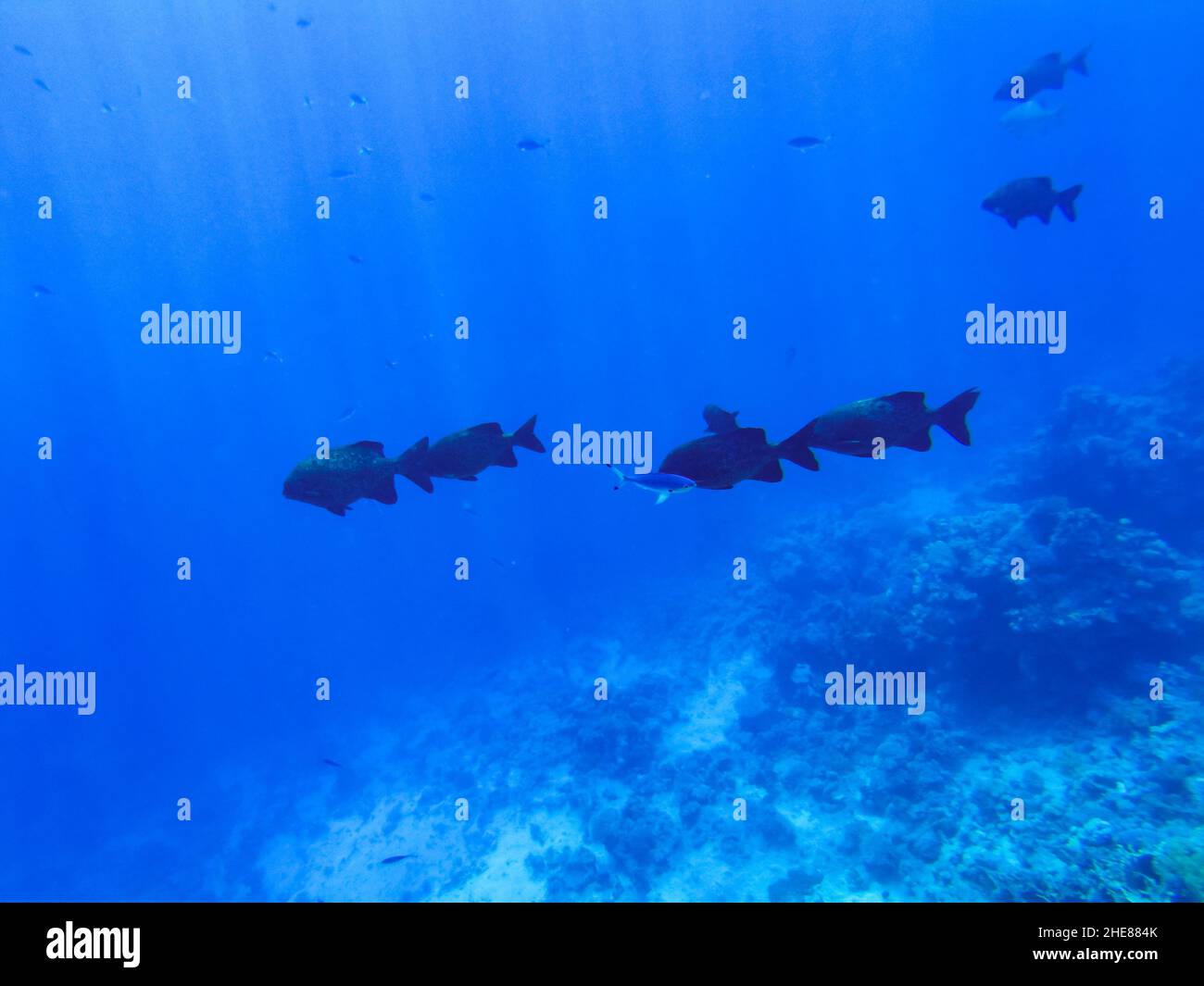 Kyphosus sectator in the blue water of the red sea Stock Photo - Alamy