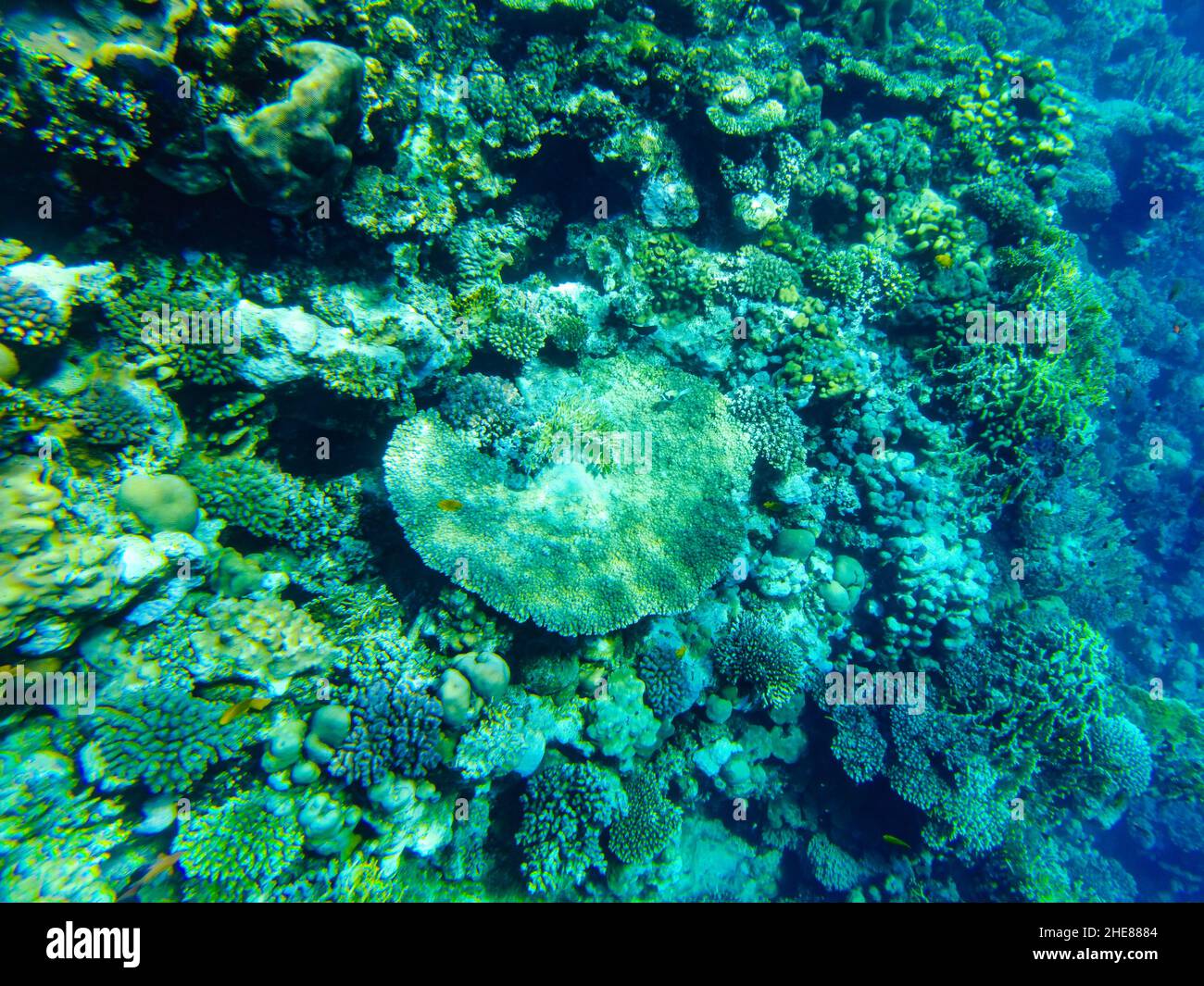 colorful corals and fish in the red sea sharm el sheikh Stock Photo - Alamy
