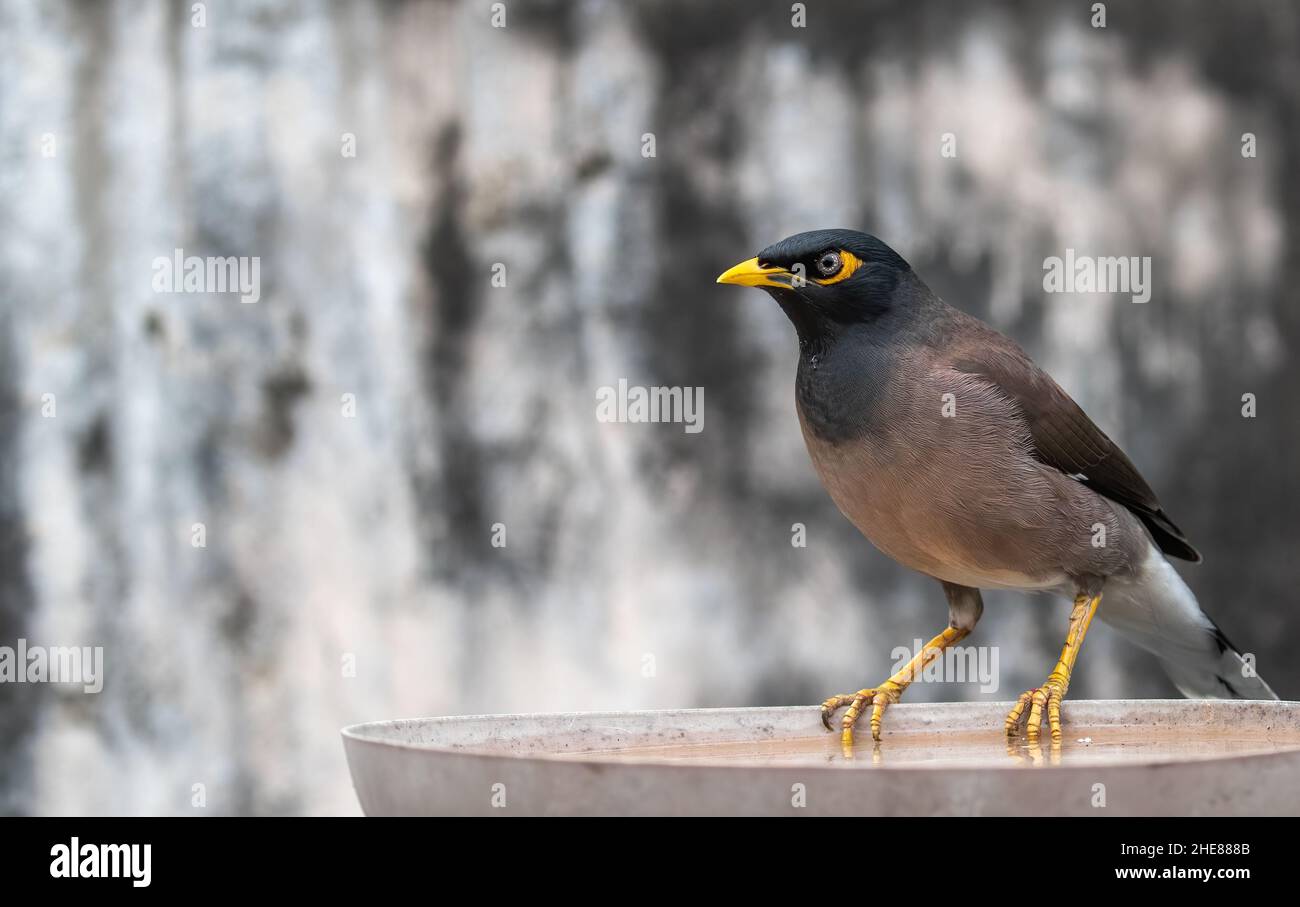 Common Myna resting on a water pot planning future action Stock Photo ...