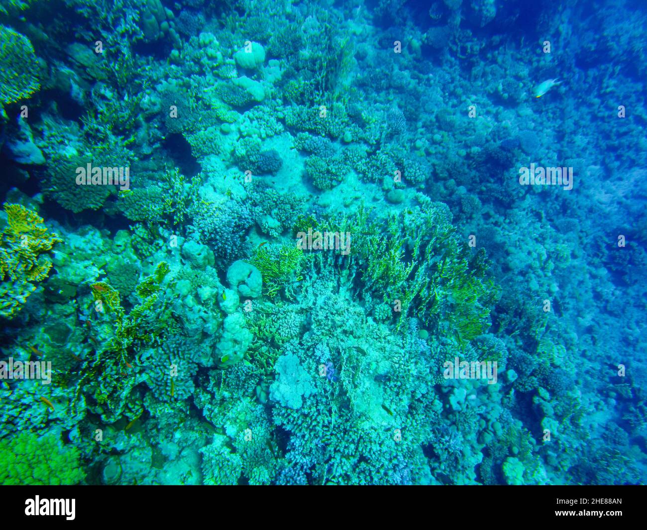 colorful corals and fish in the red sea sharm el sheikh Stock Photo - Alamy