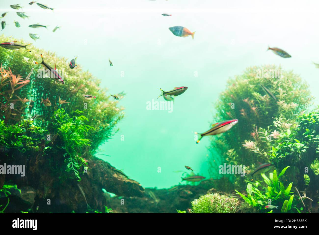 Colorful aquarium, showing different colorful fishes swimming Stock ...