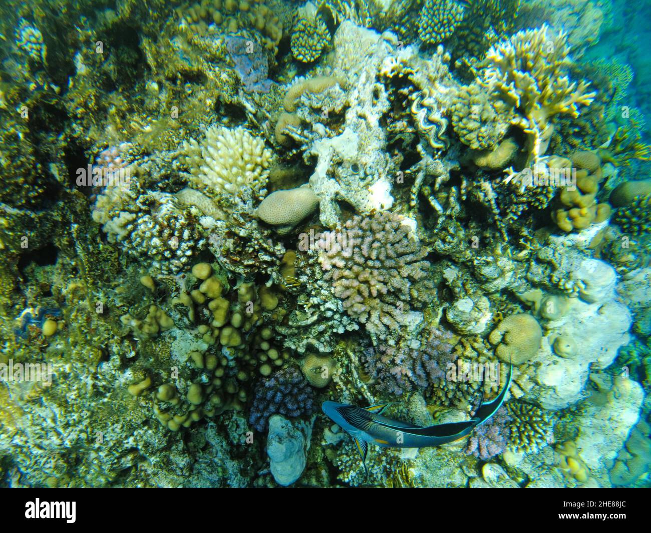 colorful corals and fish in the red sea sharm el sheikh Stock Photo - Alamy