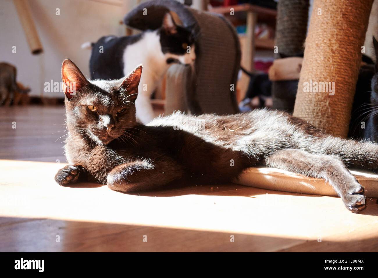 Cute dark brown domestic cat lying on the floor and enjoying bright ...