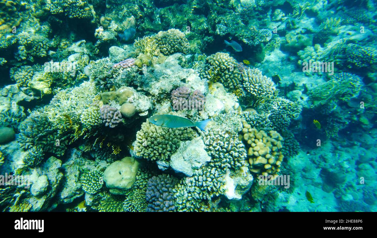 colorful corals and fish in the red sea sharm el sheikh Stock Photo - Alamy