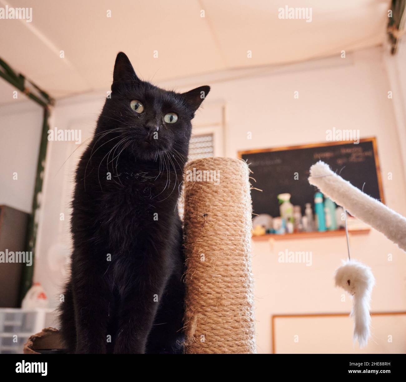 A cute black domestic cat standing on a cat tree and staring in the ...