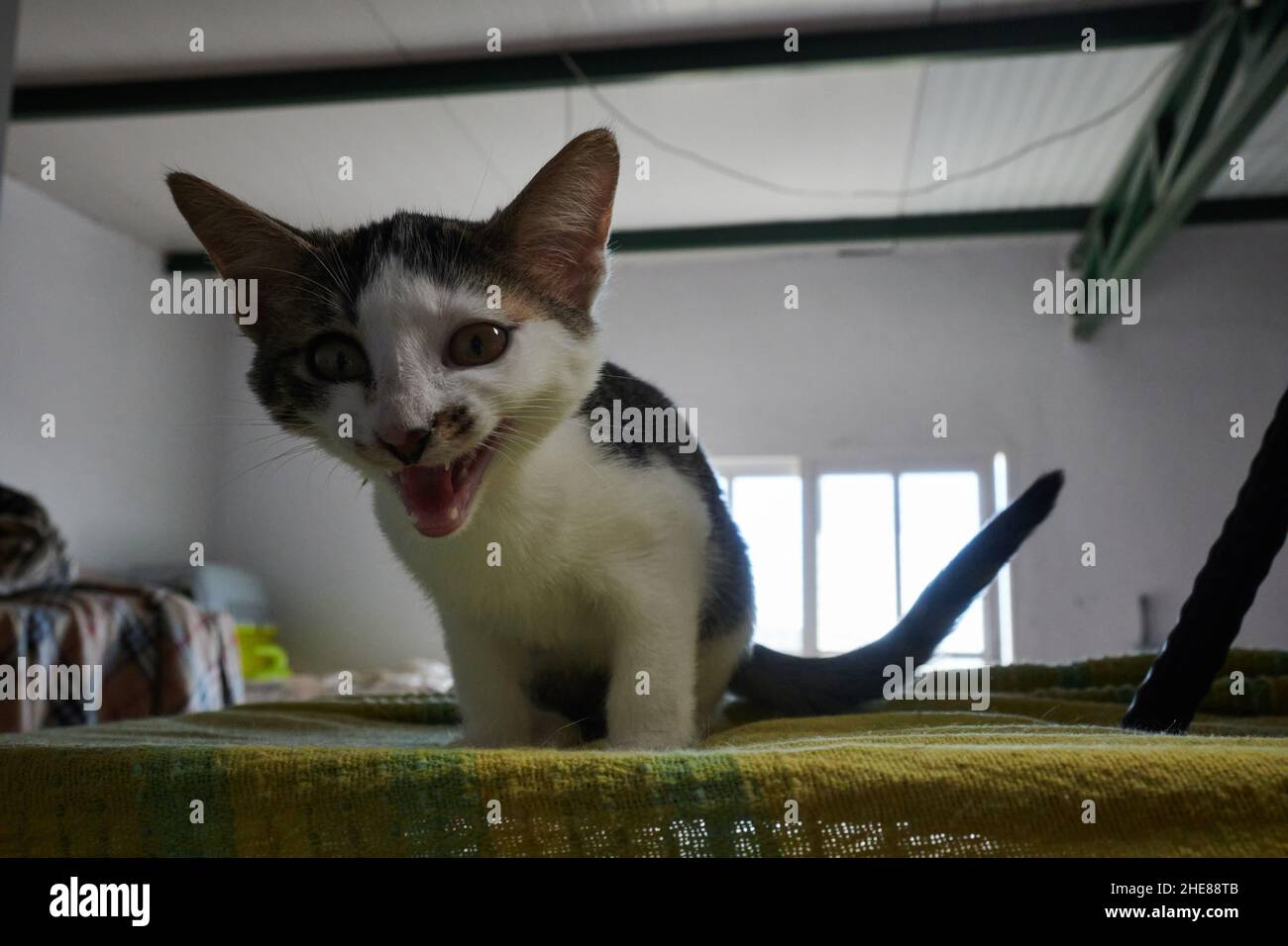 Very cute kitten on chair hi-res stock photography and images - Alamy