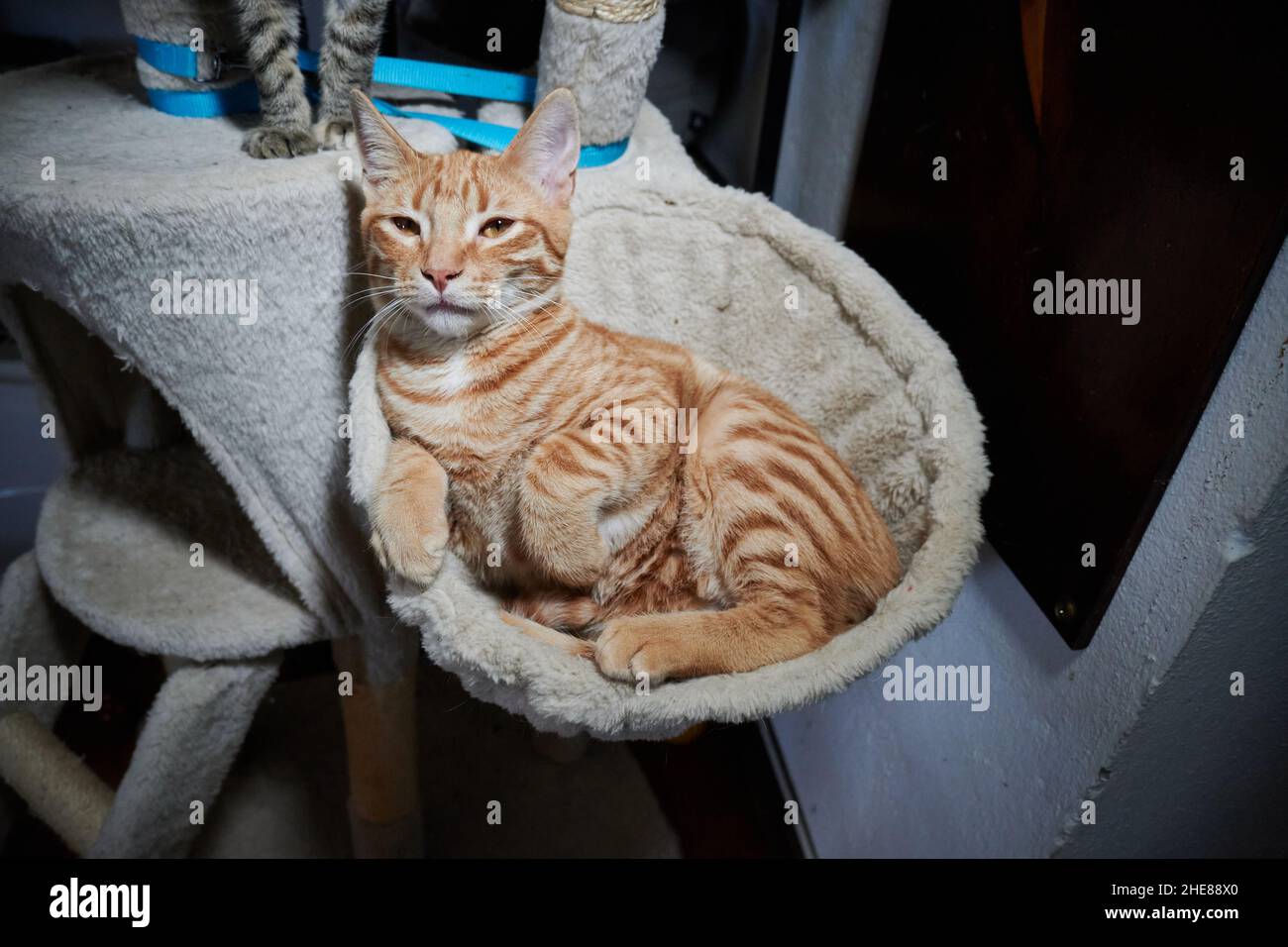 Orange tabby cat with adorable folded paws staring at the viewer while ...