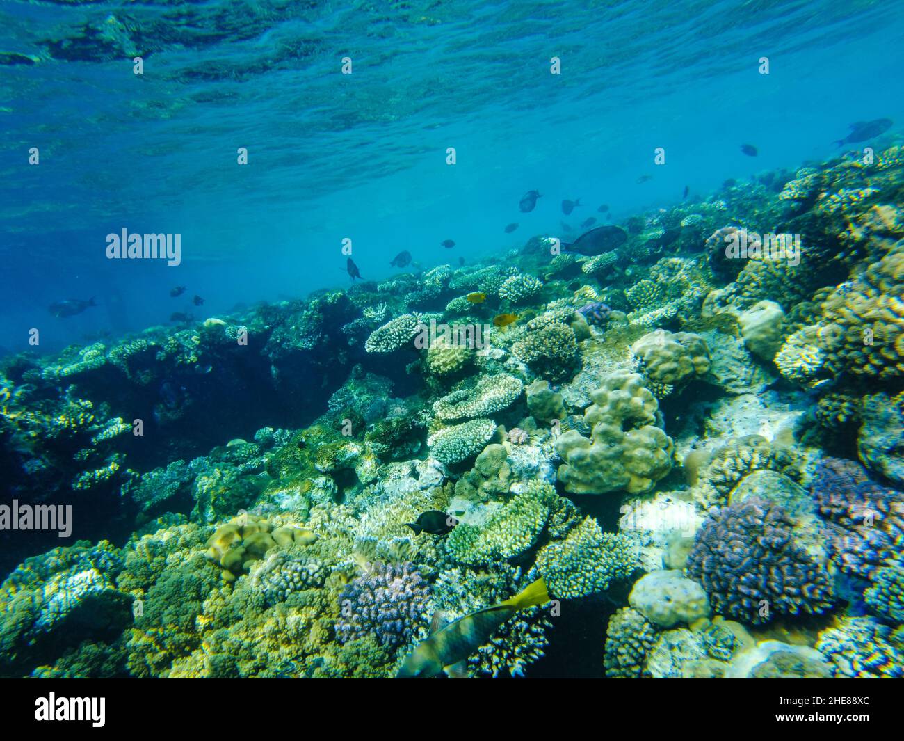 colorful corals and fish in the red sea sharm el sheikh Stock Photo - Alamy