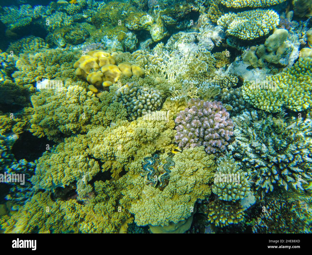 colorful corals and fish in the red sea sharm el sheikh Stock Photo - Alamy