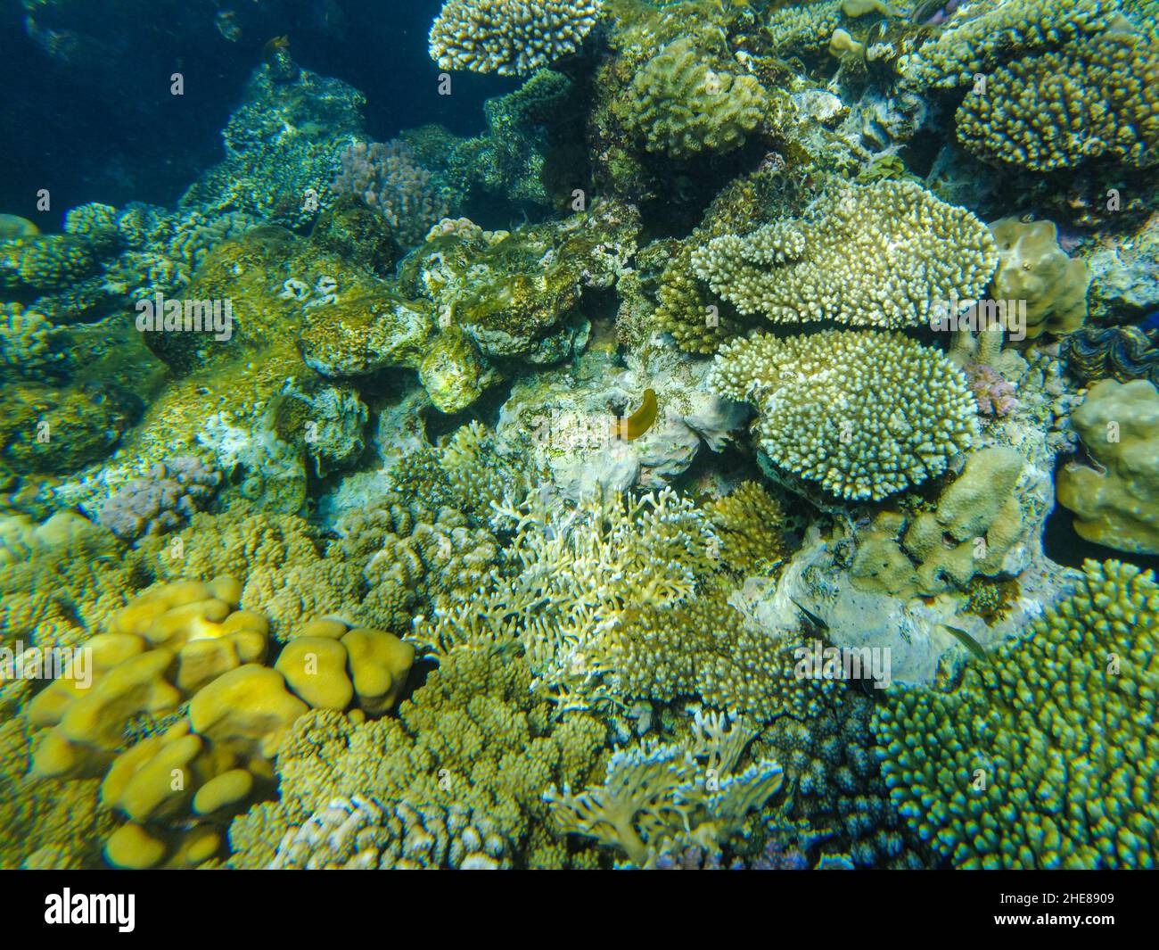 colorful corals and fish in the red sea sharm el sheikh Stock Photo - Alamy