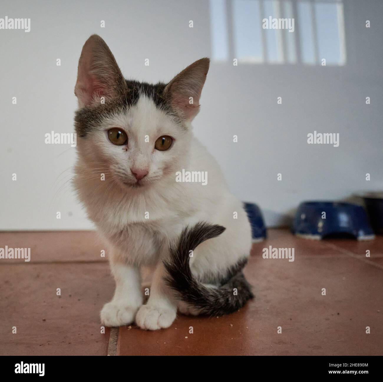 Small black and white scared domestic kitten sitting on the floor at ...