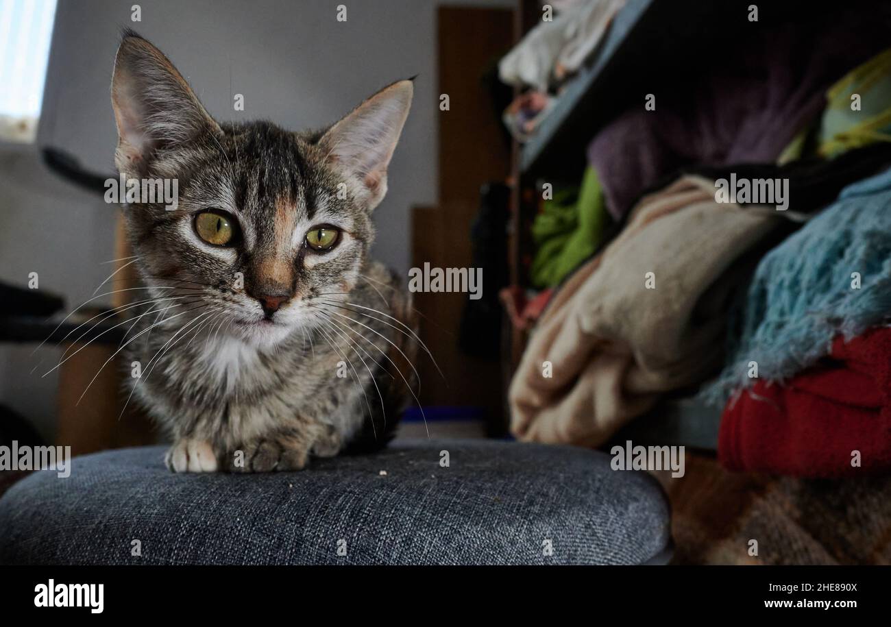 Cute tabby cat staring at the distance while sitting on the chair at ...