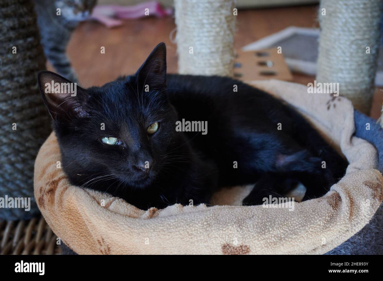 Cat angry eyes hi-res stock photography and images - Alamy