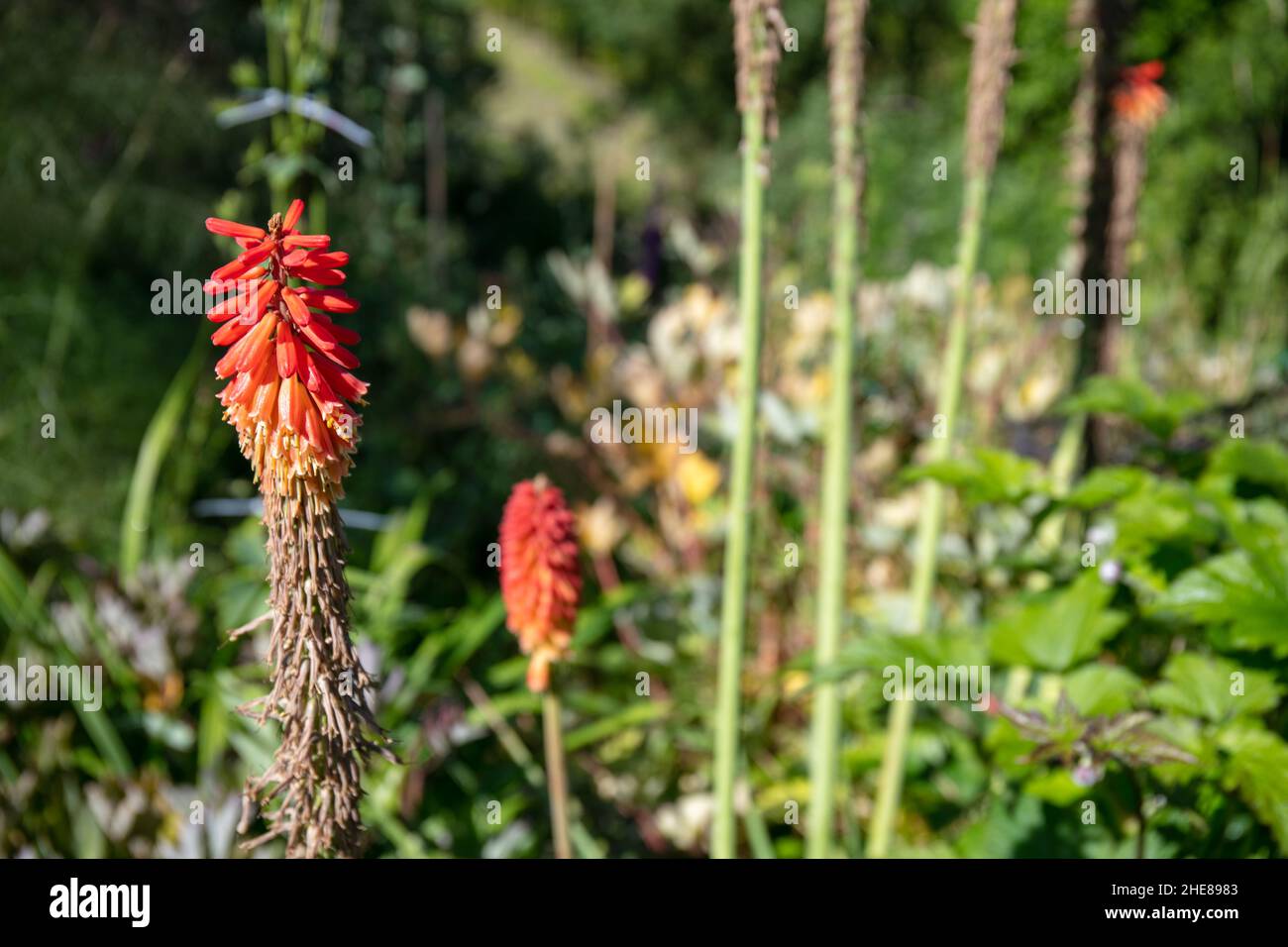 Red hot poker tree hi-res stock photography and images - Alamy