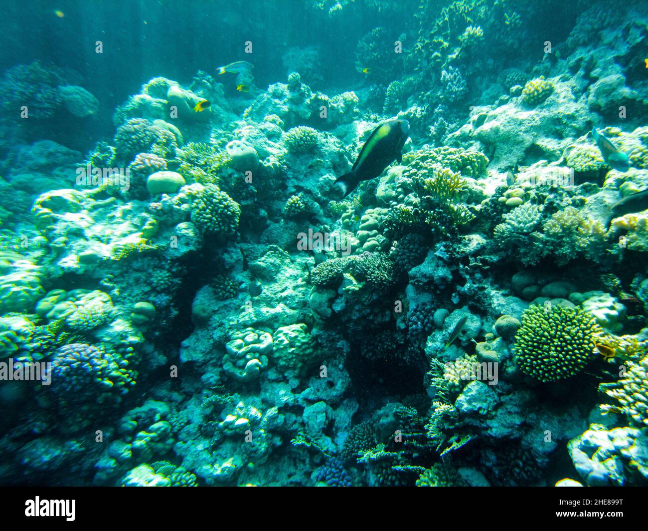 coral reef of the red sea. corals close-up Stock Photo - Alamy