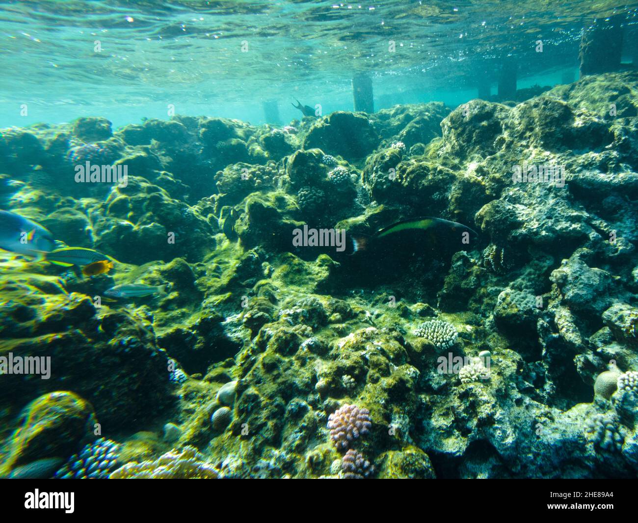coral reef of the red sea. corals close-up Stock Photo - Alamy