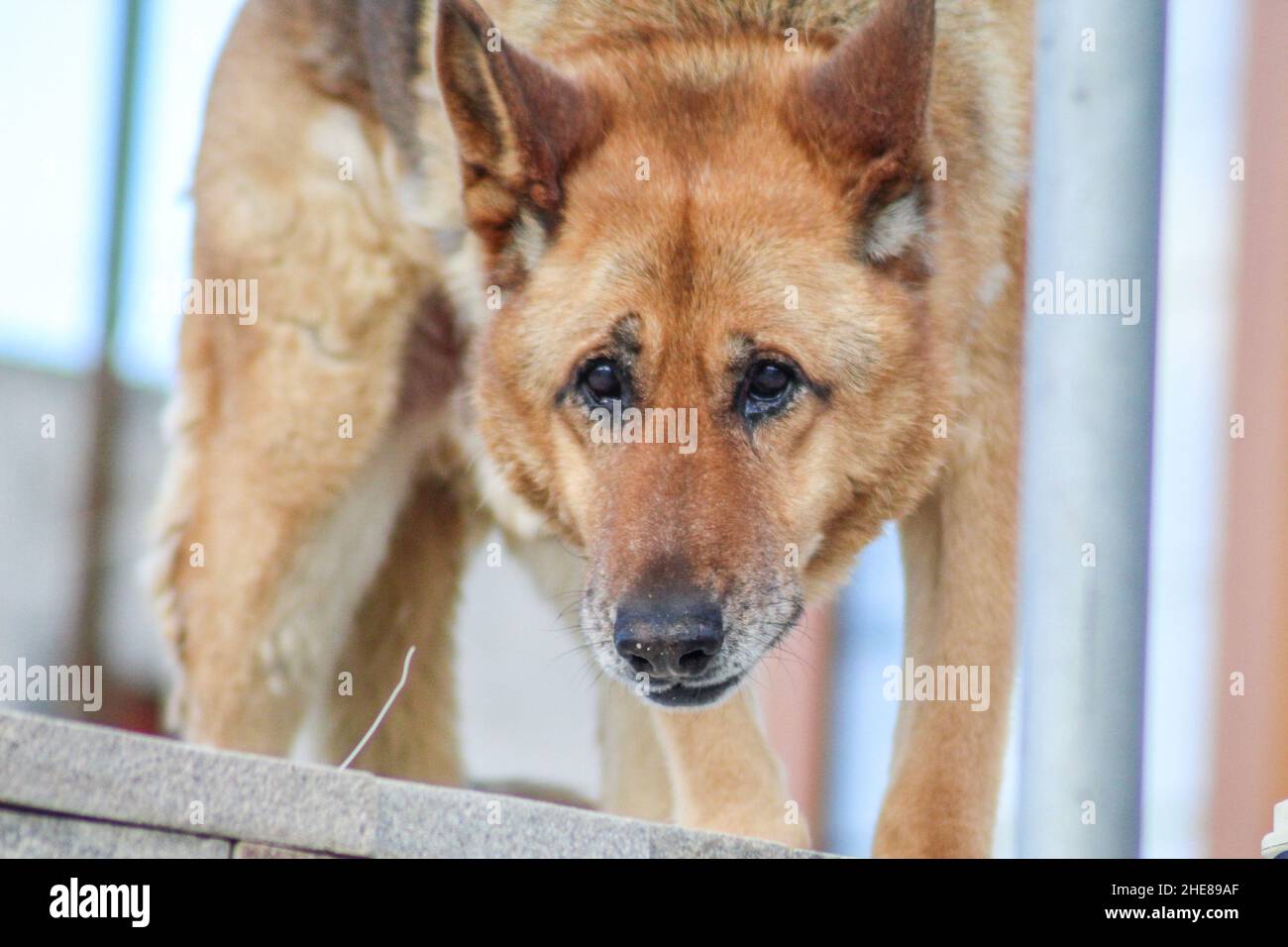 Ginger dog hi-res stock photography and images - Alamy
